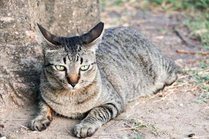 Cat Woo Stock Photos - Free & Royalty-Free Stock Photos from Dreamstime