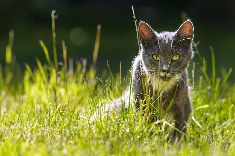 Gray Cat in the Grass. Back Light Stock Image - Image of funny, cuddly ...