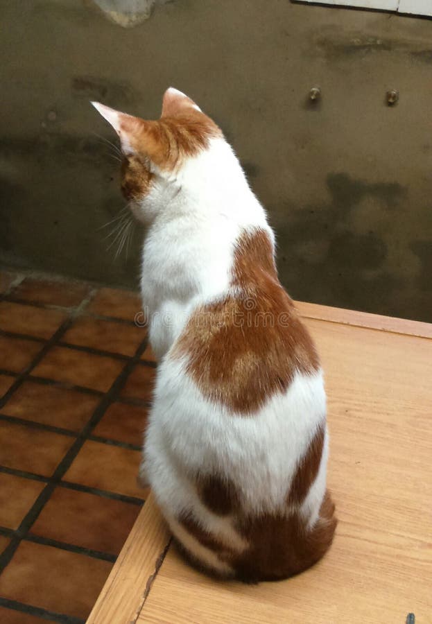 Cat backside stock image. Image of animal, kitten, table - 99375663