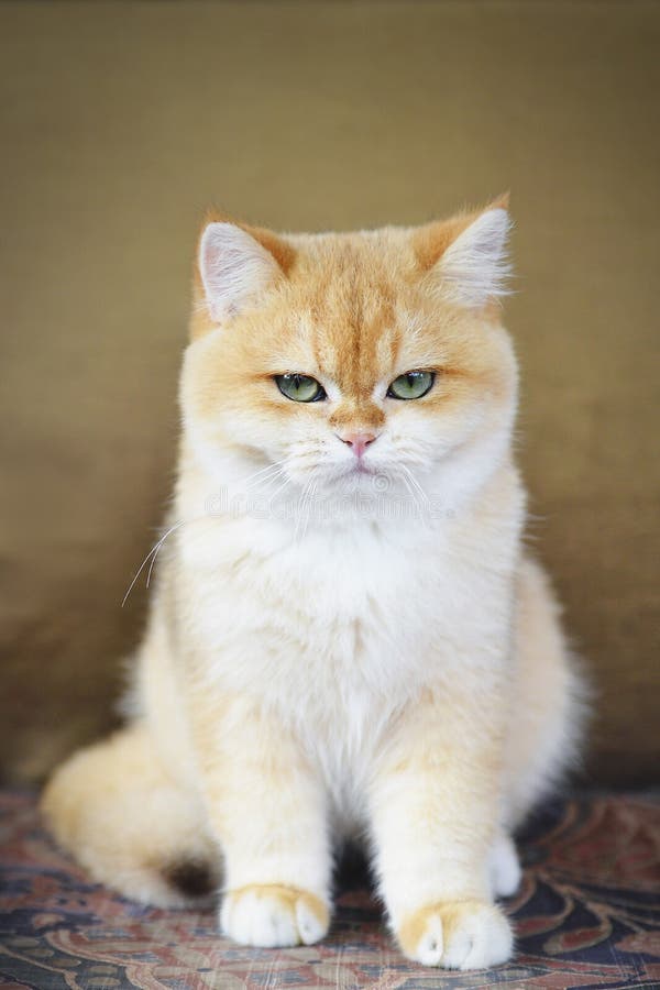 Cat bad mood stock photo. Image of closeup, handsome - 89145920