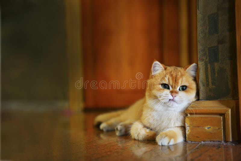 Cat bad mood stock photo. Image of frown, small, britishshorthair ...