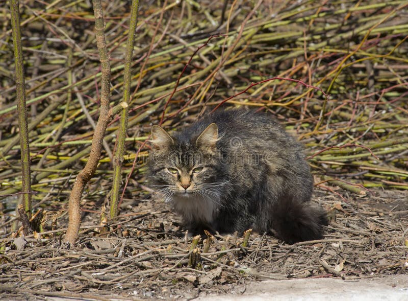 Cat with bad sight stock image. Image of animal, outdoor - 40391917