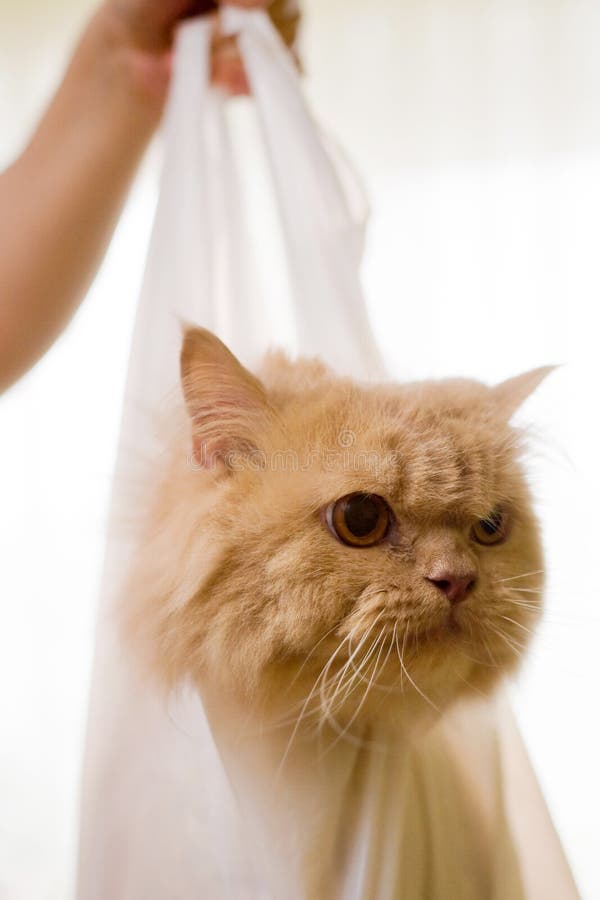 Cat in a bag #2 stock photo. Image of holding, blur, staring - 5481242
