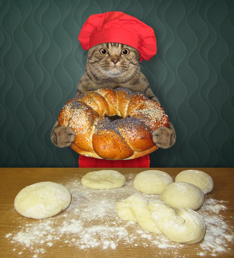 Cat baker cooking bread stock photo. Image of mood, beige - 213427166