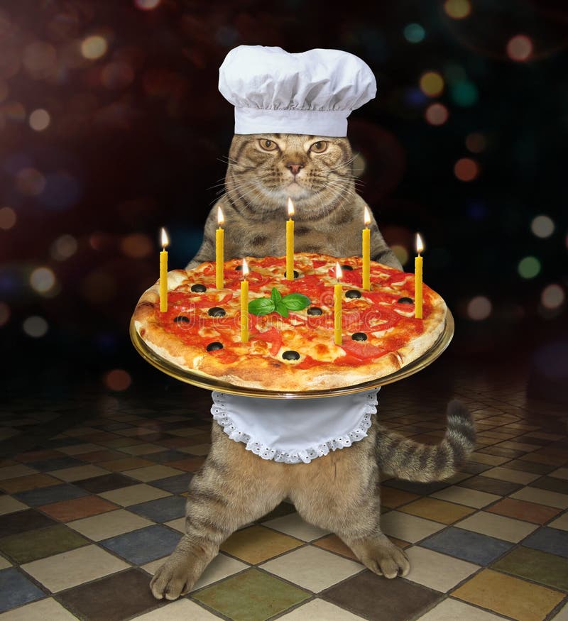 Cat Baker Holds Holiday Pizza Stock Photo - Image of fast, candle ...