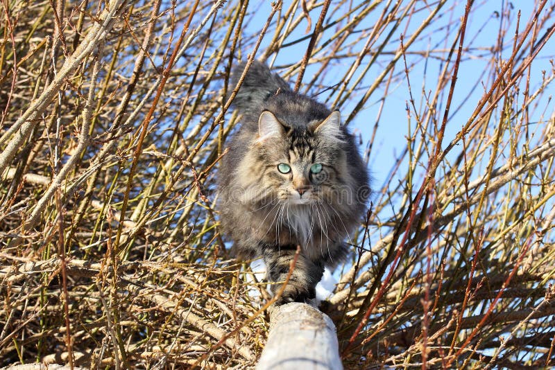 Cat balance stock photo. Image of house, healthy, interesting - 39725262