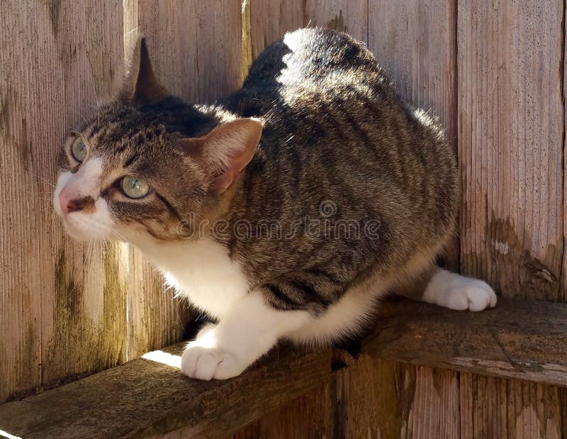 367 Cat Balancing Stock Photos - Free & Royalty-Free Stock Photos from ...