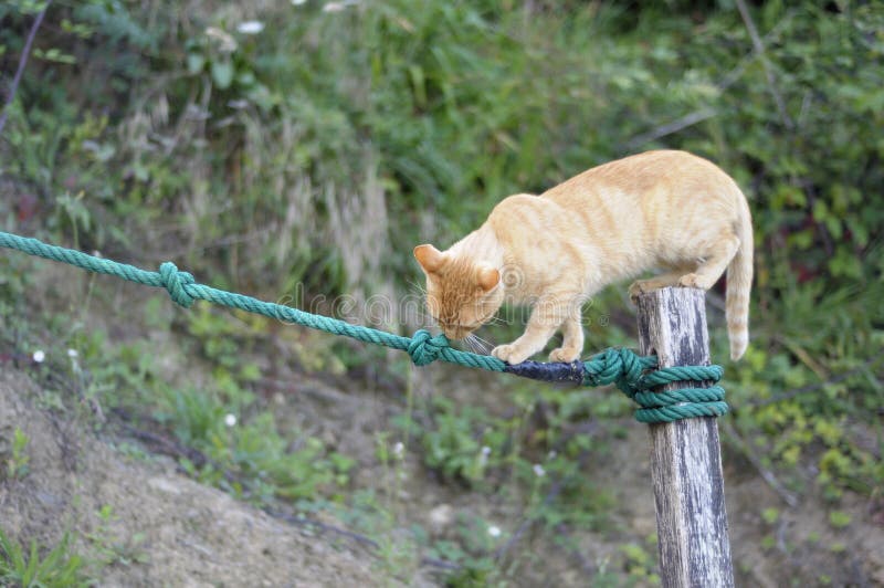 Cat on tightrope stock photo. Image of stuntman, pole - 126147084