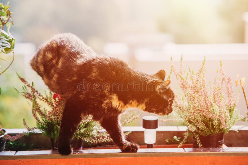 Cat in the Balcony with Sun Lens Flare Stock Image - Image of cats ...