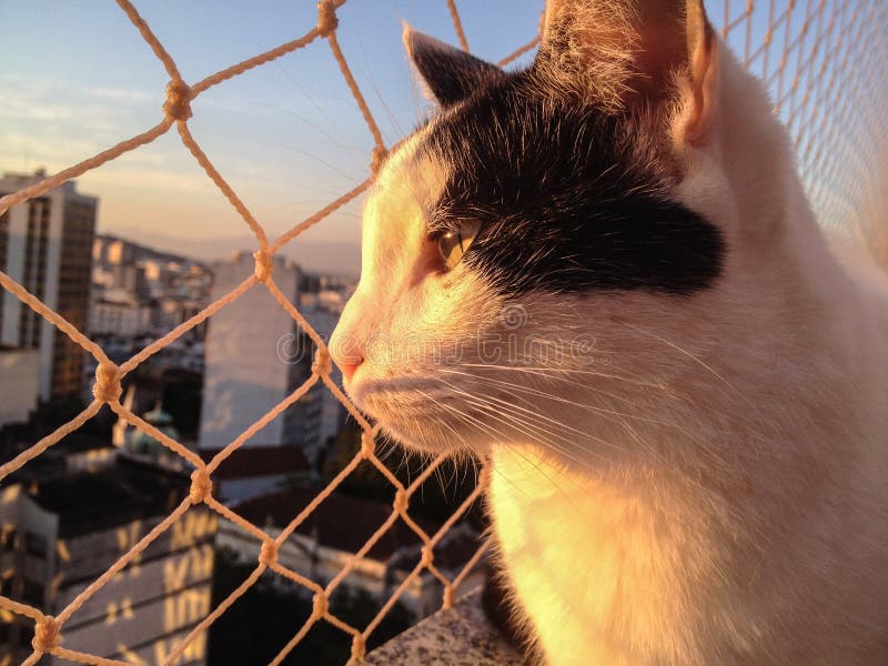 Cat on the Balcony at Sunset Stock Photo - Image of looking, balcony ...