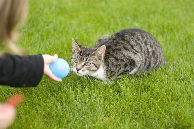 Cat and Ball stock photo. Image of kitty, kitten, ball - 17110896