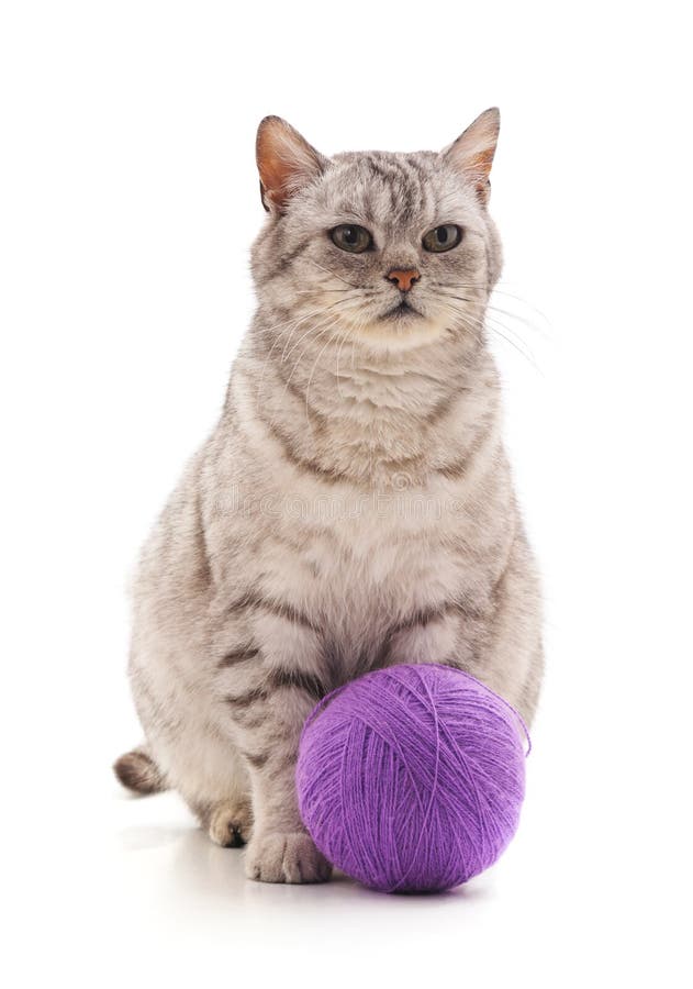 Cat with a ball stock image. Image of happy, ball, mammal - 142869319