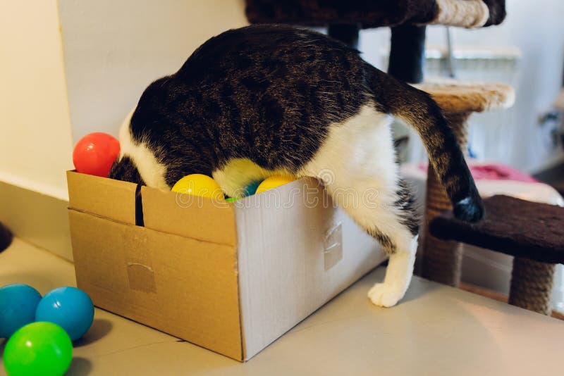 Cat with Balls of Different Colours in the Box. Stock Image - Image of ...
