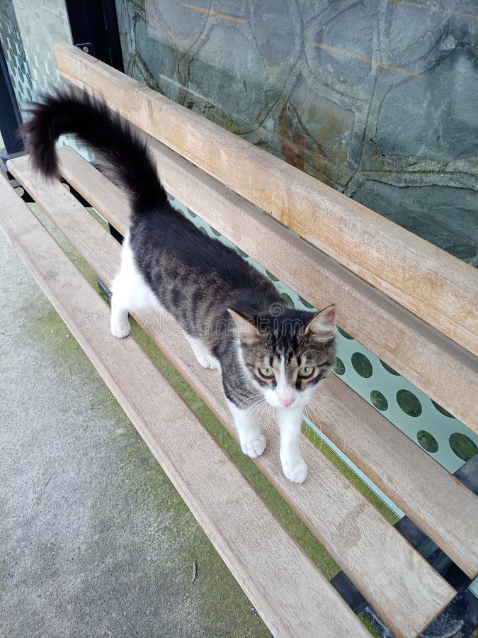 Cat is on a bench stock photo. Image of bench, kitten - 260255370