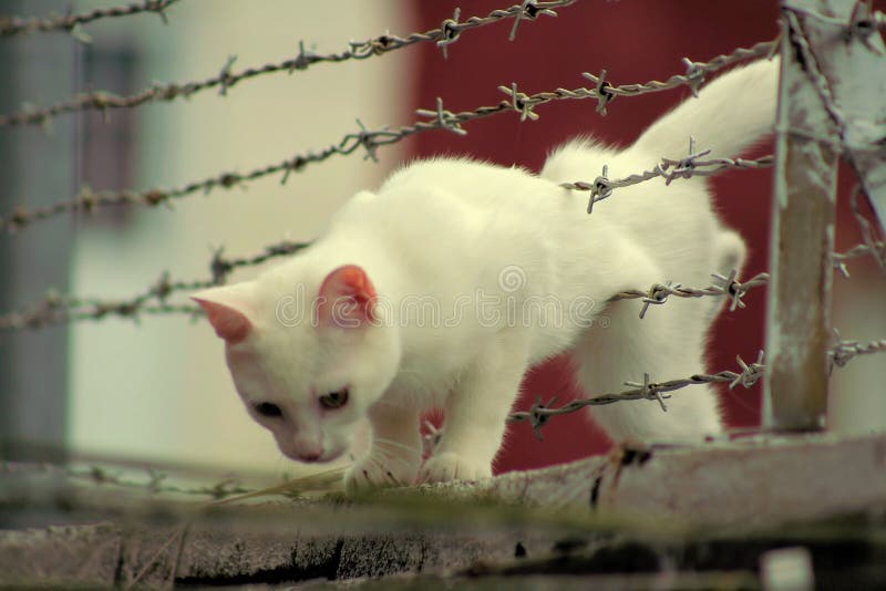 Barb, Wires, Barbed Picture. Image: 109904844