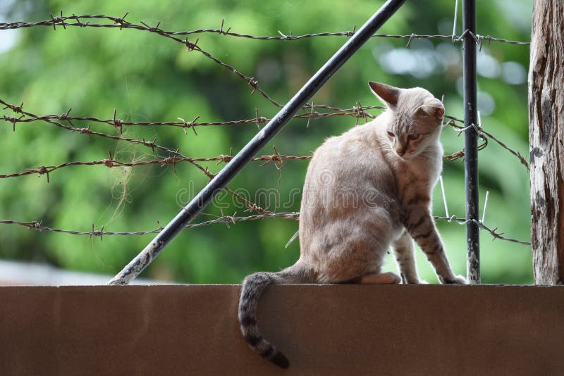 The Cat on Barbed Wire Fence Stock Image - Image of animal ...