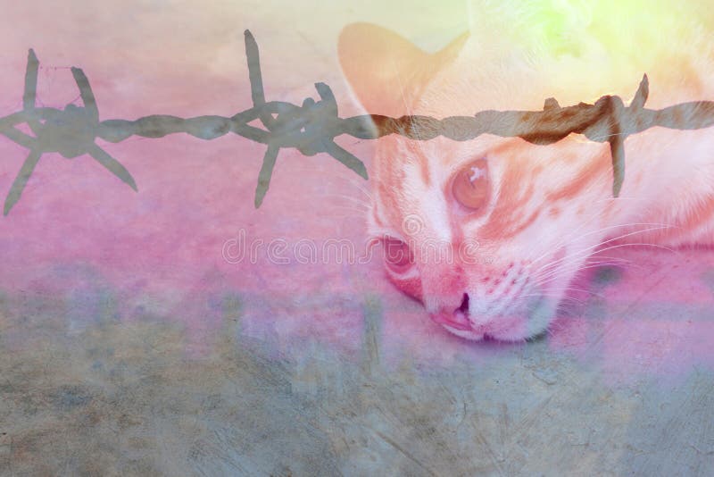 A Cat and Barbed Wire ,vintage Overlays Stock Photo - Image of overlays ...