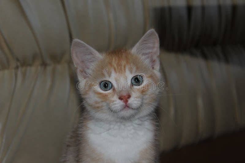 Barsik stock photo. Image of kitten, green, barsik, cyberian - 1603198