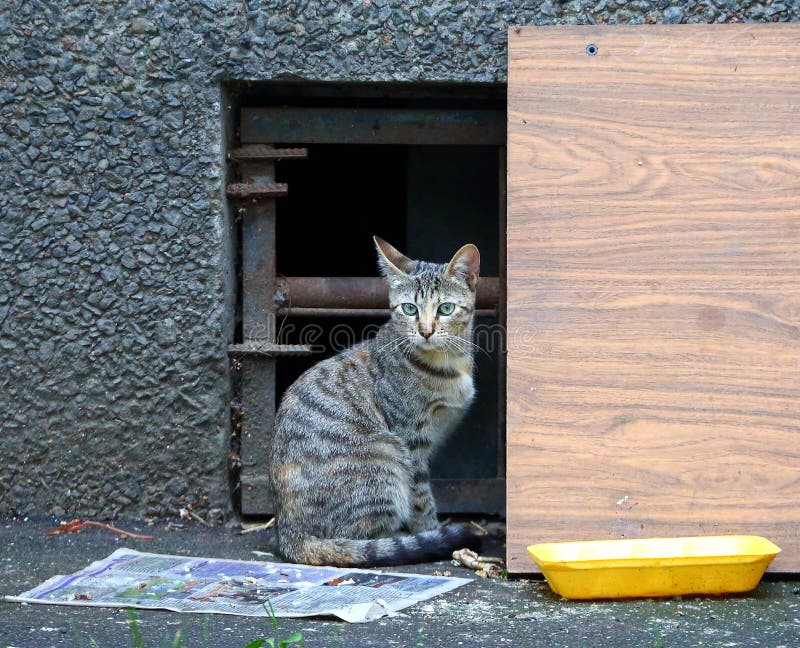 Cat at the basement window stock photo. Image of basement - 125264320