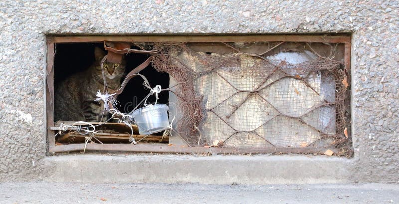 Cat in basement window stock image. Image of cats, window - 145773877