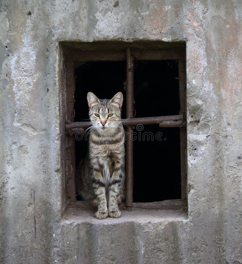 Cat in basement window stock photo. Image of window - 147220602