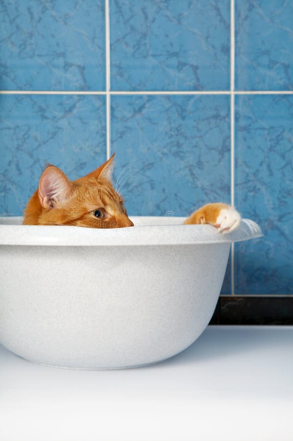 Cat in basin stock image. Image of toilet, home, basin - 6307683