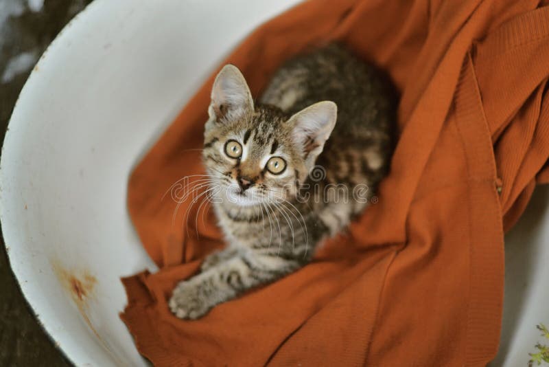 Cat in a basin. stock image. Image of basin, siesta, outdoor - 76252317