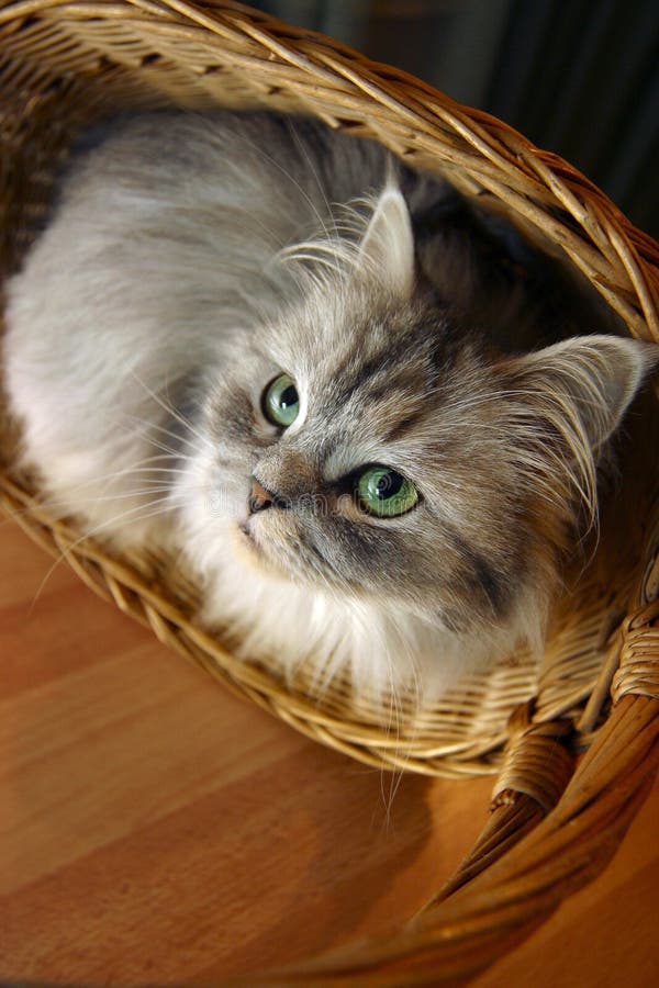 Cat in a basket - 1 stock image. Image of focused, lounge - 629551