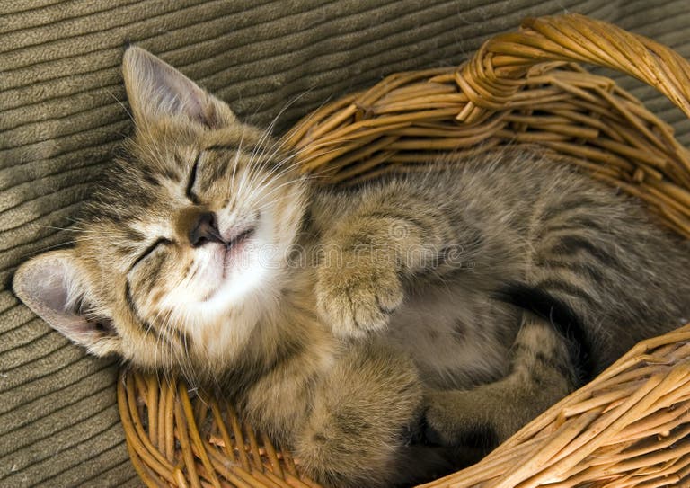 Cat in the basket stock photo. Image of eyes, beautiful - 2005972