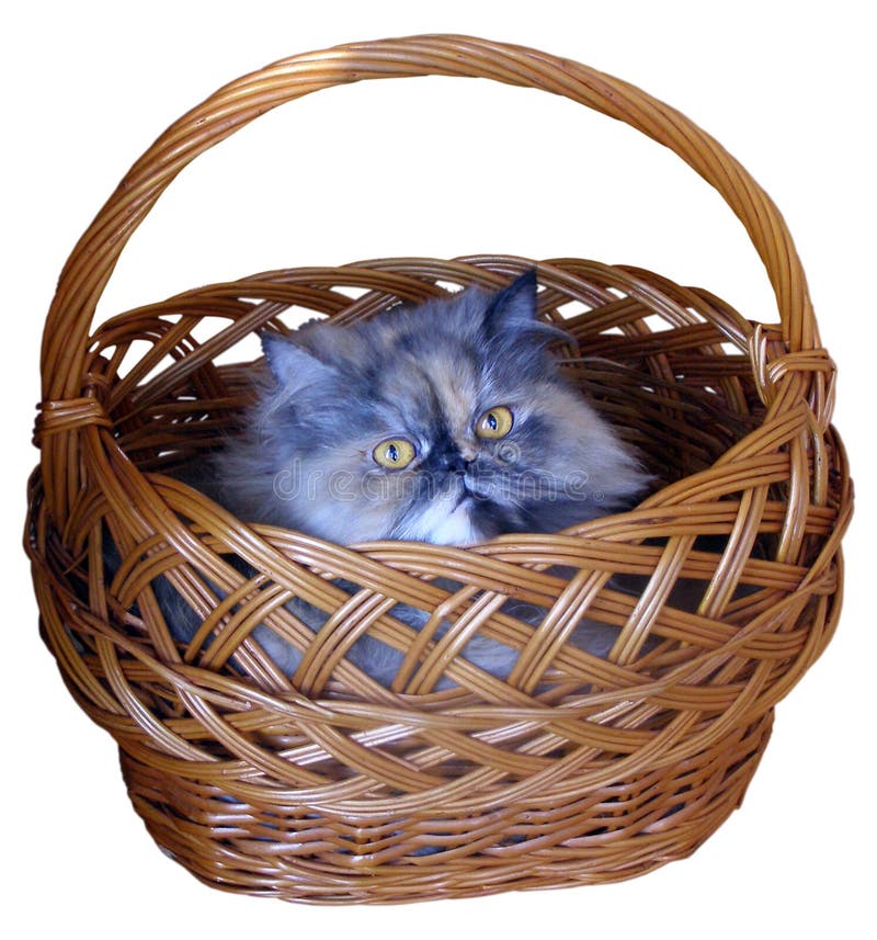 The cat in the basket stock image. Image of pretty, home - 4107039