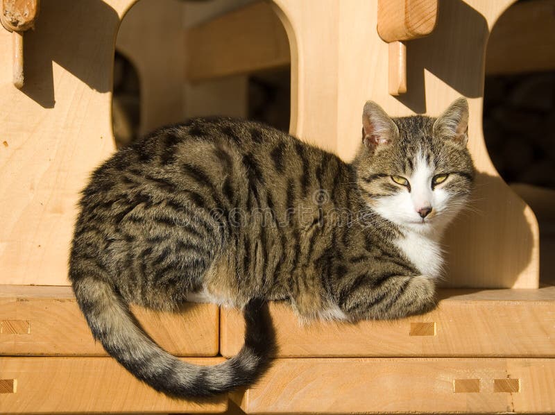 Cat basking stock photo. Image of cunning, domestic, house - 22546456
