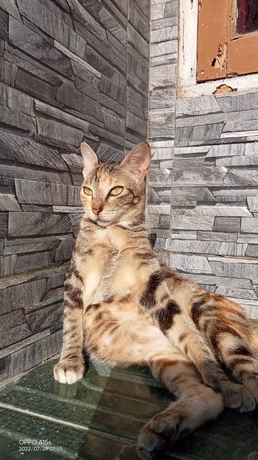 A Cat Basking in the Hot Morning Sun Stock Image - Image of mammal ...