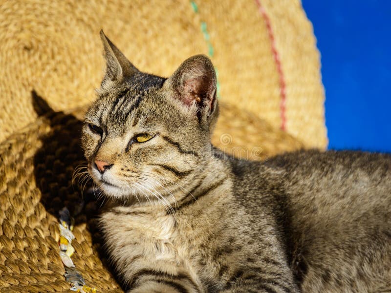 Cat basking in the sun stock image. Image of basking - 37702265