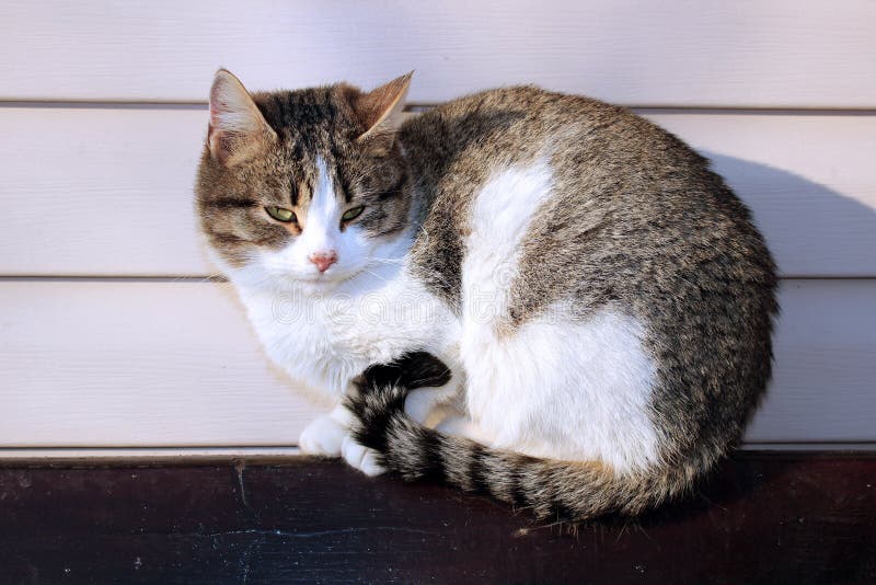 Cat basking in the sun stock image. Image of caacute - 54274487