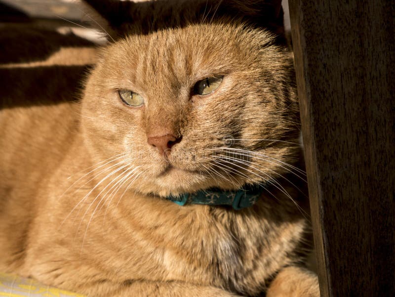 Cat basking in the sun stock image. Image of look, sunshine - 134097793