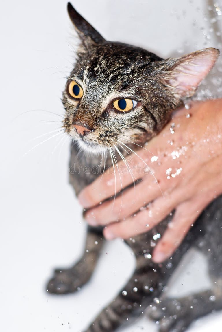 3,236 Cat Bathing Stock Photos - Free & Royalty-Free Stock Photos from ...
