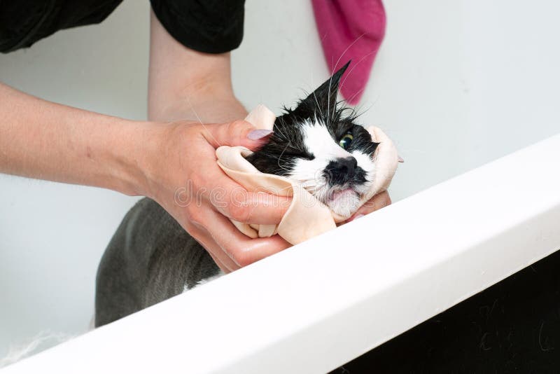 Cat in the Bathroom. Cat Washes in the Shower Stock Image - Image of ...