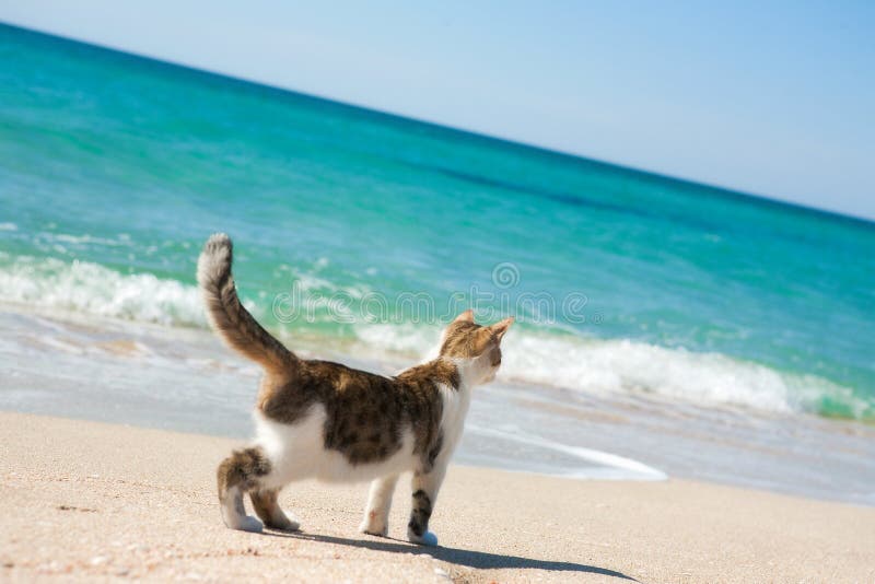 Tropical Beach Wallpaper Cat
