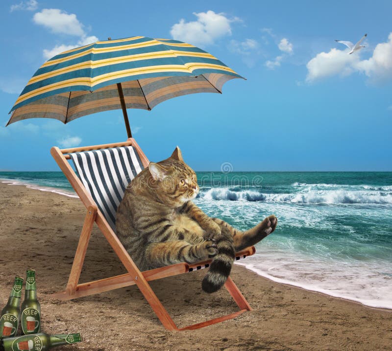 Cat on the beach 3 stock photo. Image of summer, beer - 91769002
