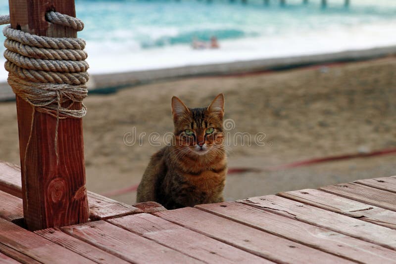 Cat on the beach stock image. Image of climate, beach - 21388203