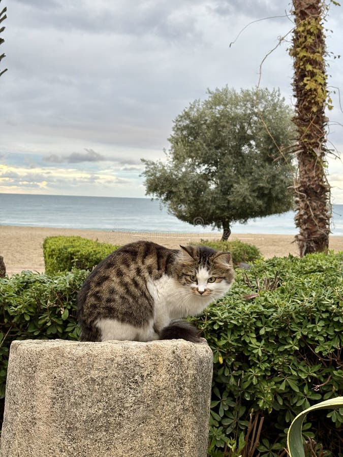 Cat beach bushes stock image. Image of ambush, bushes - 352720061