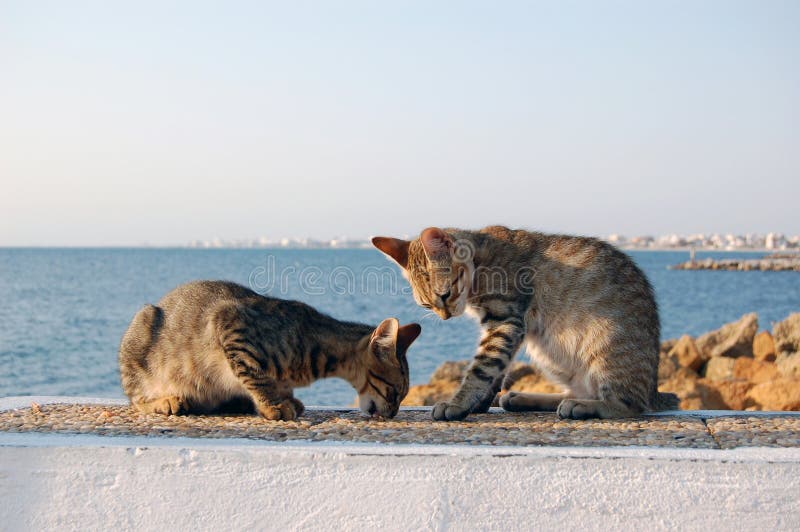 Cats Beach Stock Photos - Download 1,065 Royalty Free Photos