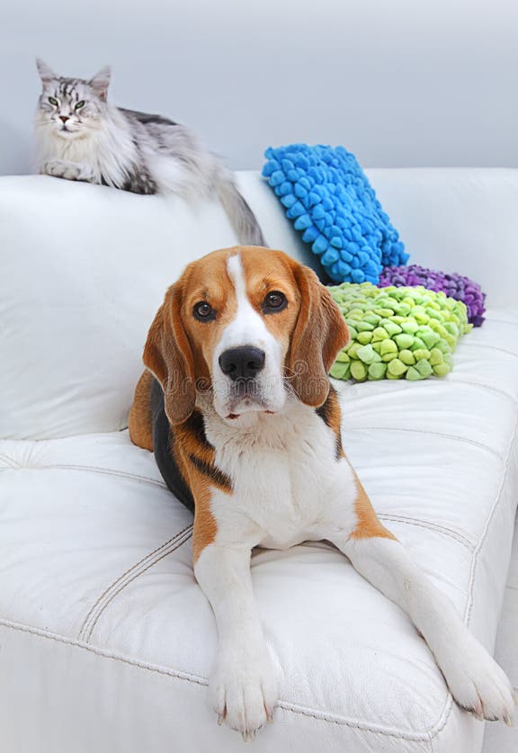 Cat and Beagle dog stock photo. Image of pets, animals - 26913982