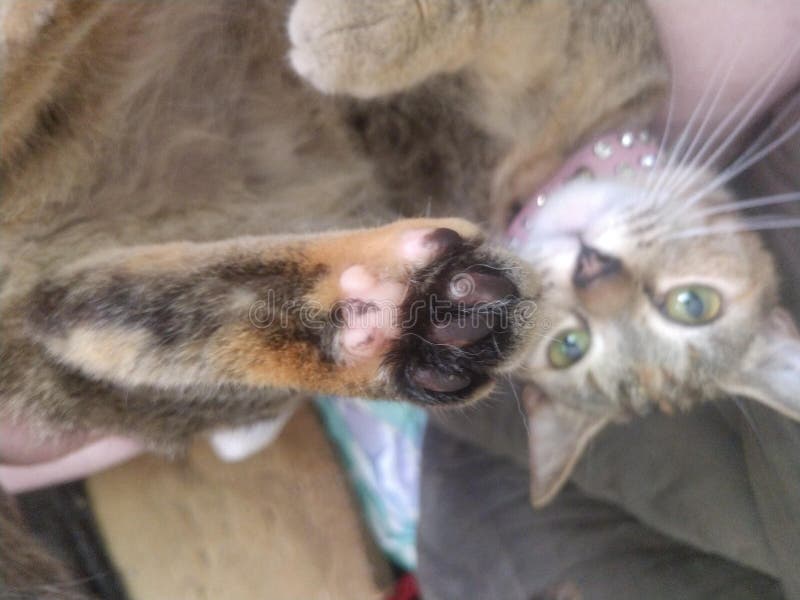 Cat beans stock photo. Image of beans, feet, peets, cute - 162885940