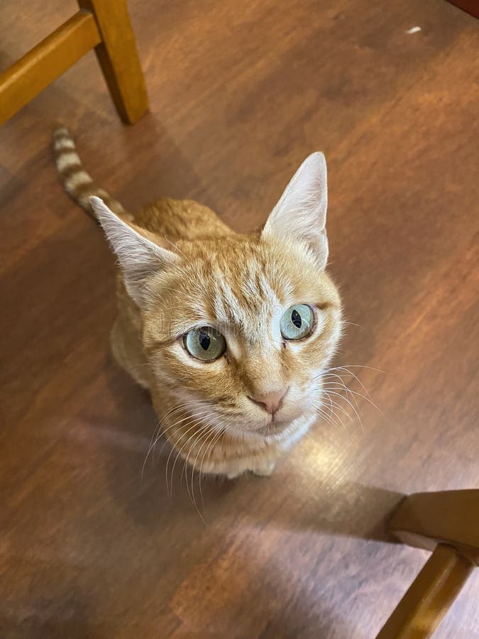 Cat with Beautiful Ayes in the Restaurant Stock Image - Image of fluffy ...