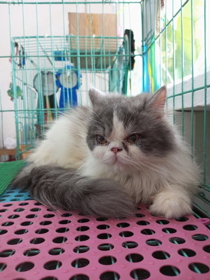 Cat Beautiful Cute Animal Pet Happy Stock Image - Image of animal ...