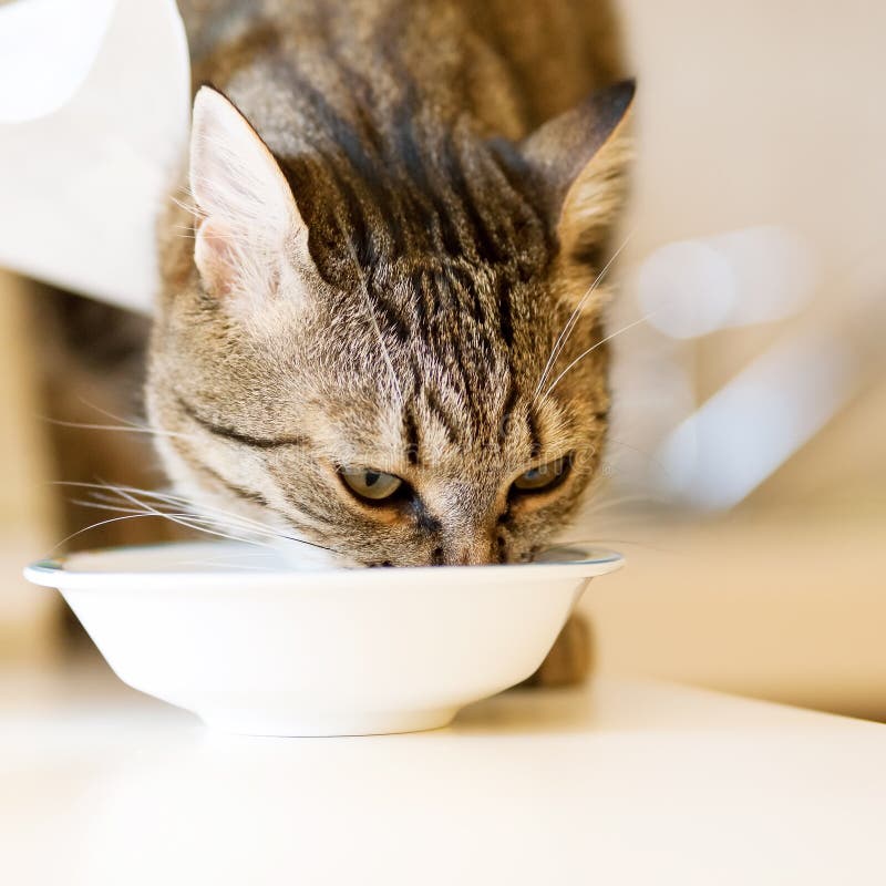 Cat eating stock photo. Image of breed, domestic, bengal - 24104942