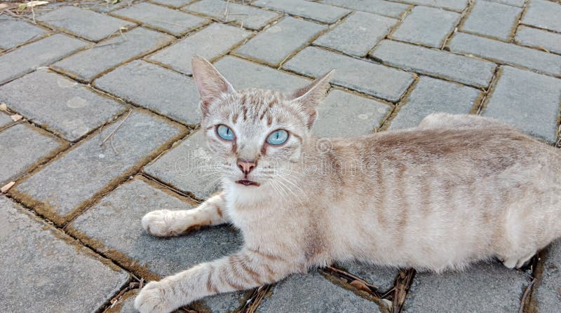 A Cat with Beautiful Eyes Looks Shocked Stock Image - Image of whiskers ...