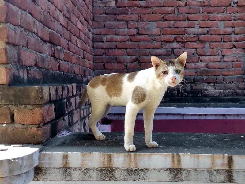 Cat stock photo. Image of indian, beautiful - 59967258