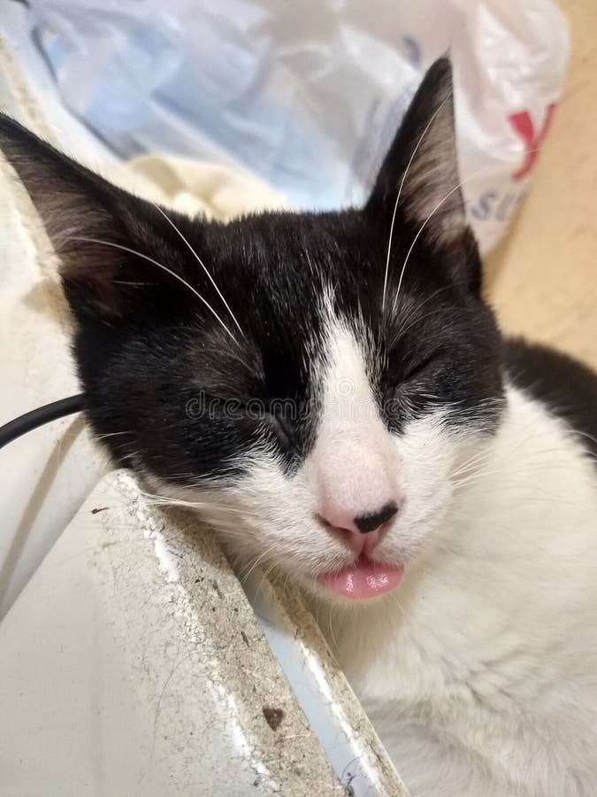 Cat beautiful stock photo. Image of beautiful, pretty - 120075420